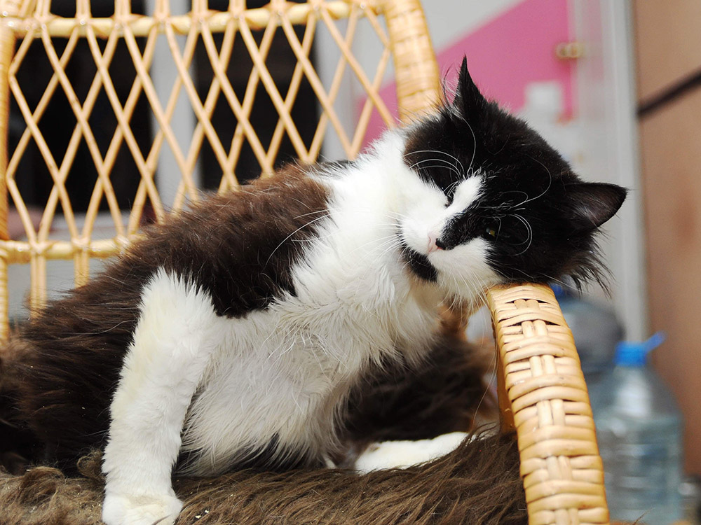 Thornton 1 | Little Tigers